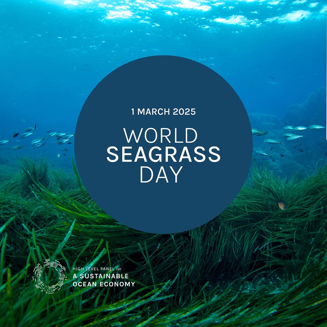 "Explore Sustainable Ocean Plans for a Healthy Future - Ocean Panel"