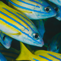 WRI Ocean Panel – High level panel for a sustainable ocean economy