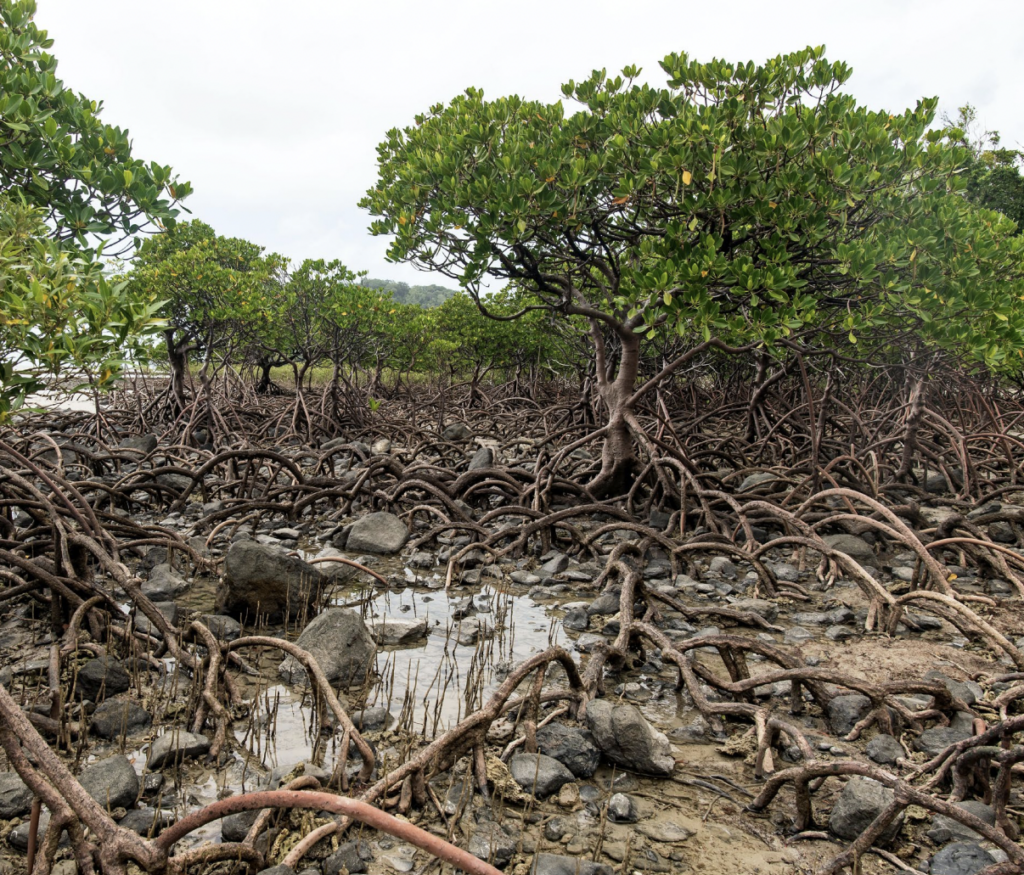 "Discover The Blue Carbon Handbook: A Guide by Ocean Panel"